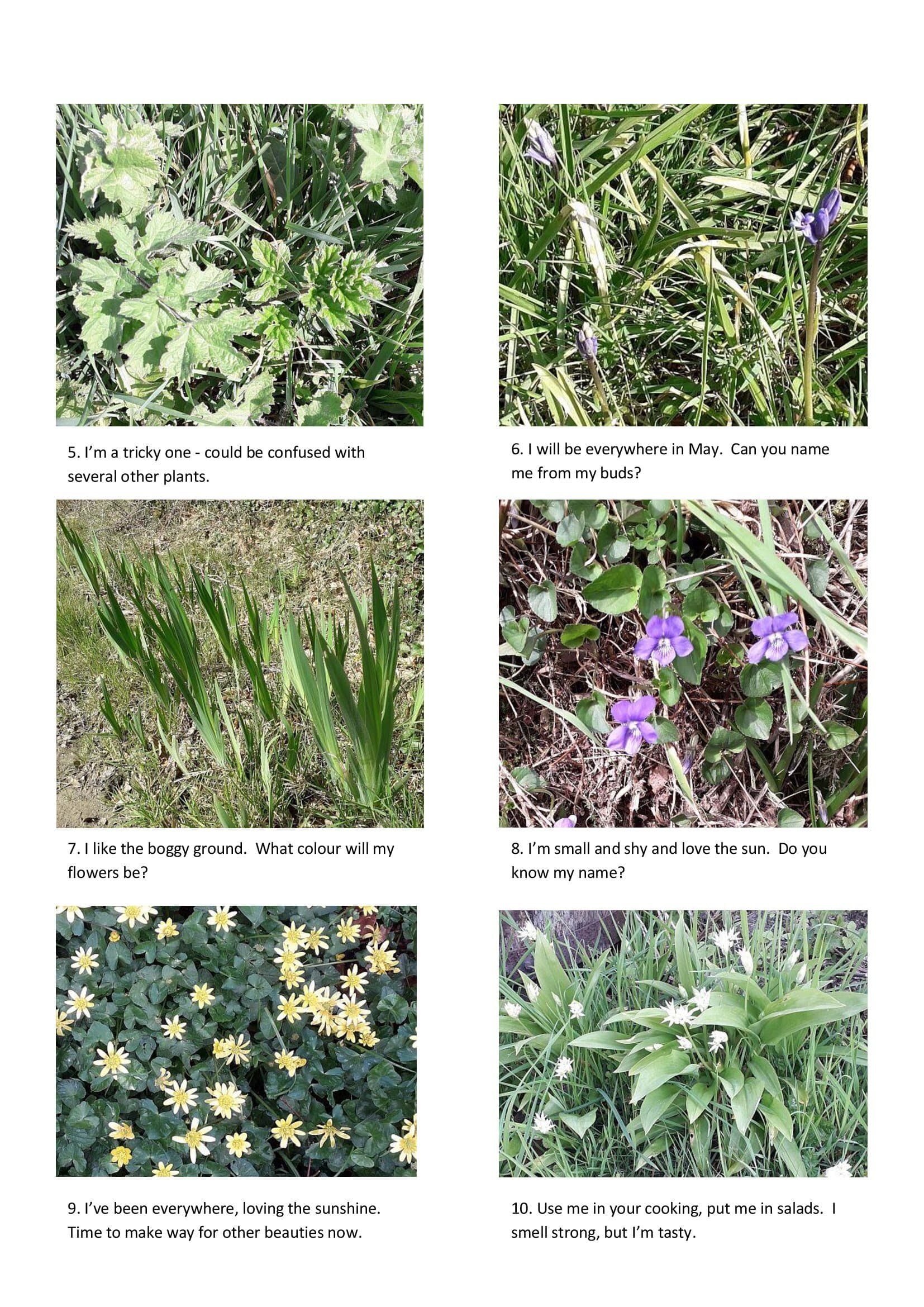 Family Quiz – Hedgerows in April | South Hill Connection