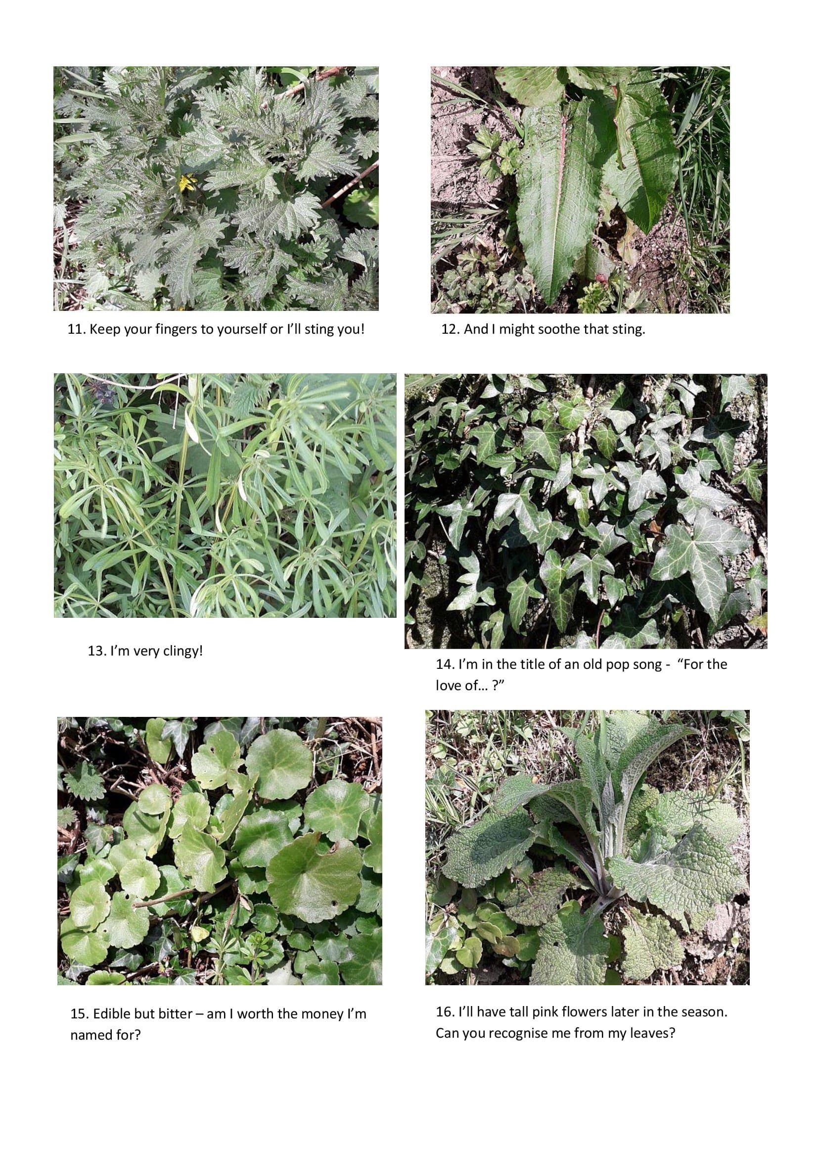 Family Quiz – Hedgerows in April | South Hill Connection